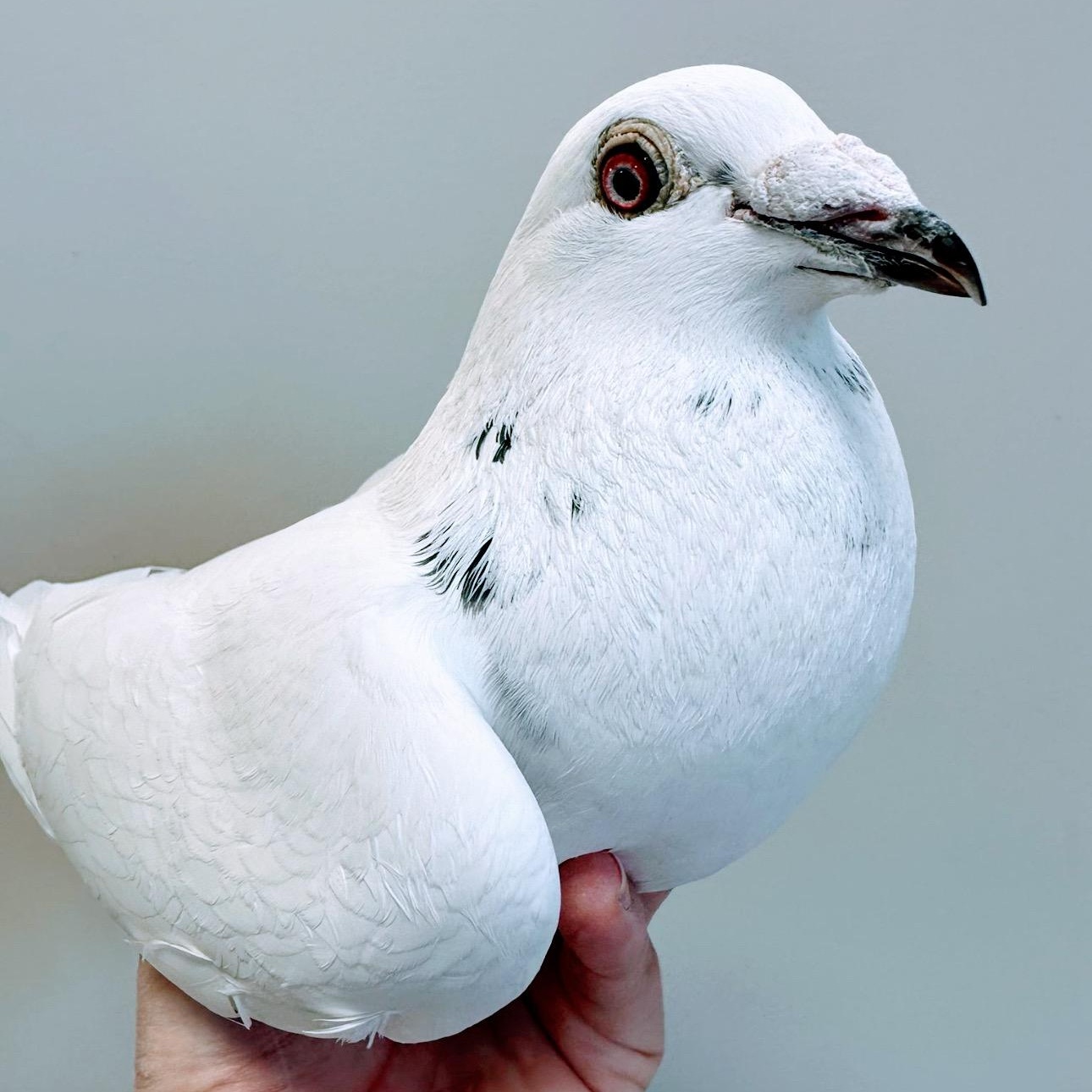 Dove for adoption - White Eagle, a Pigeon in Chicago, IL | Petfinder