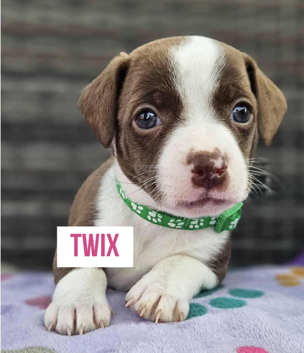 Dog for adoption - Twix, a Chihuahua & Poodle Mix in Lodi, CA | Petfinder