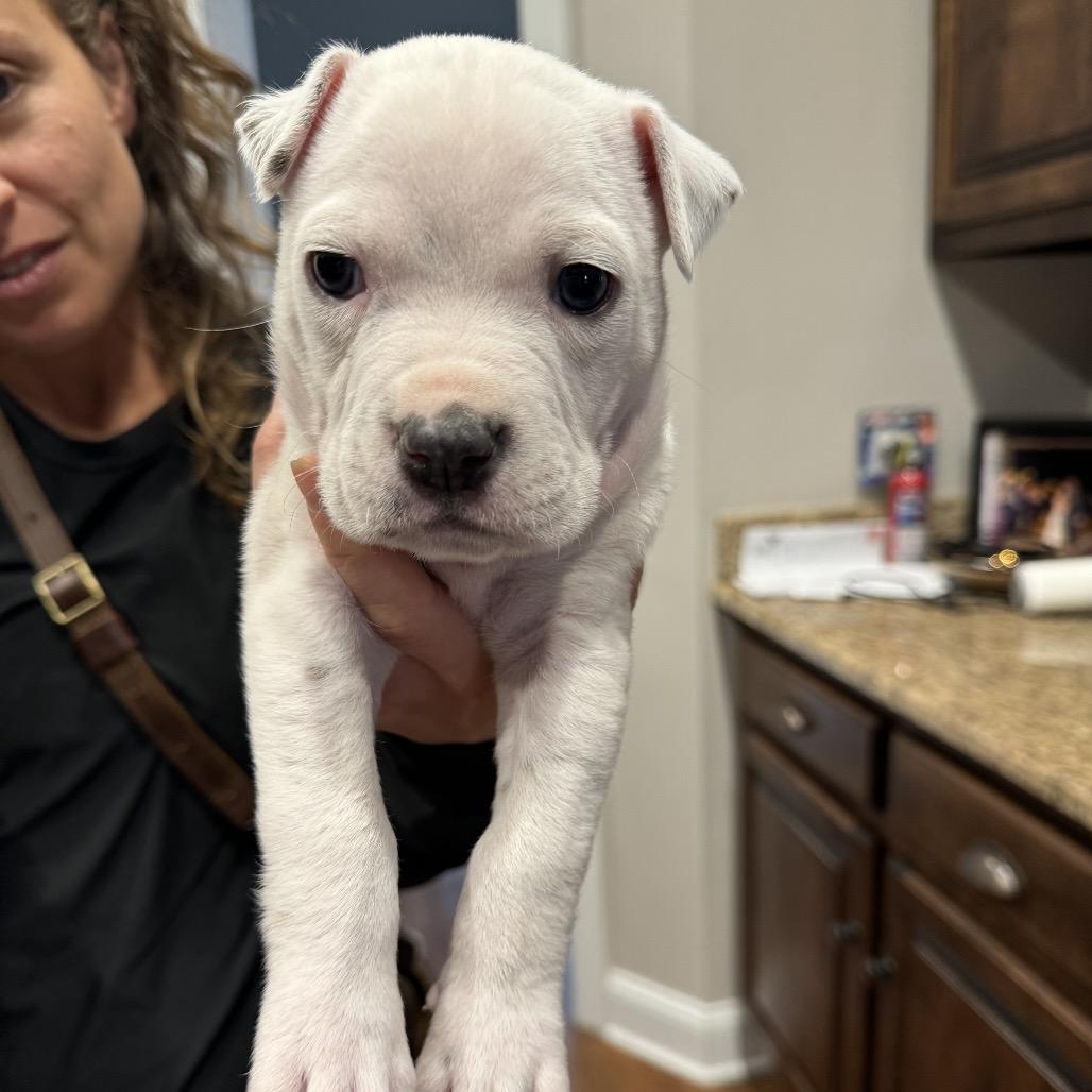 Dog for adoption - Val, a Boxer Mix in Suffern, NY | Petfinder