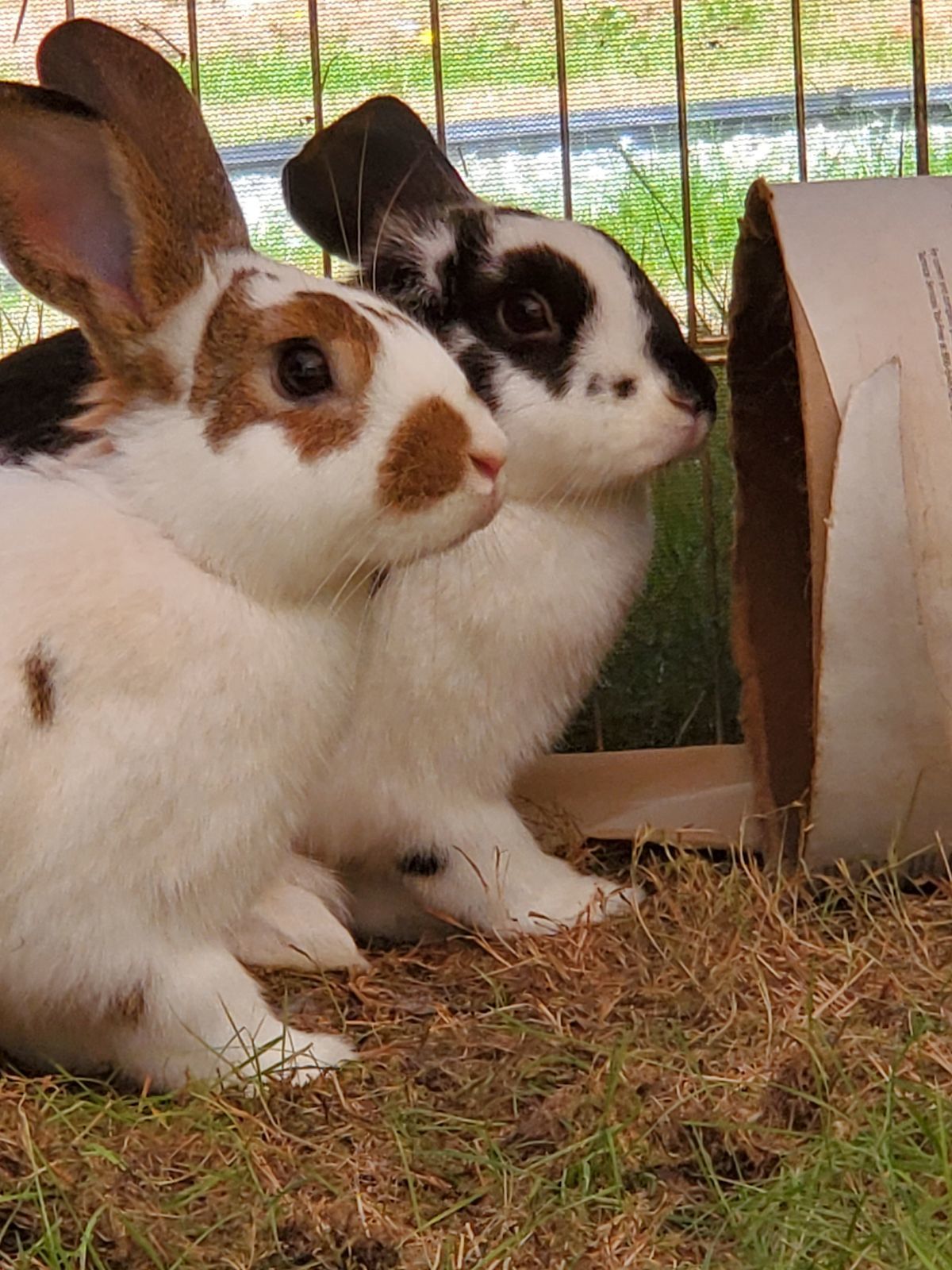 Rabbit for adoption - Meadow (bonded to Brook), an American in ...