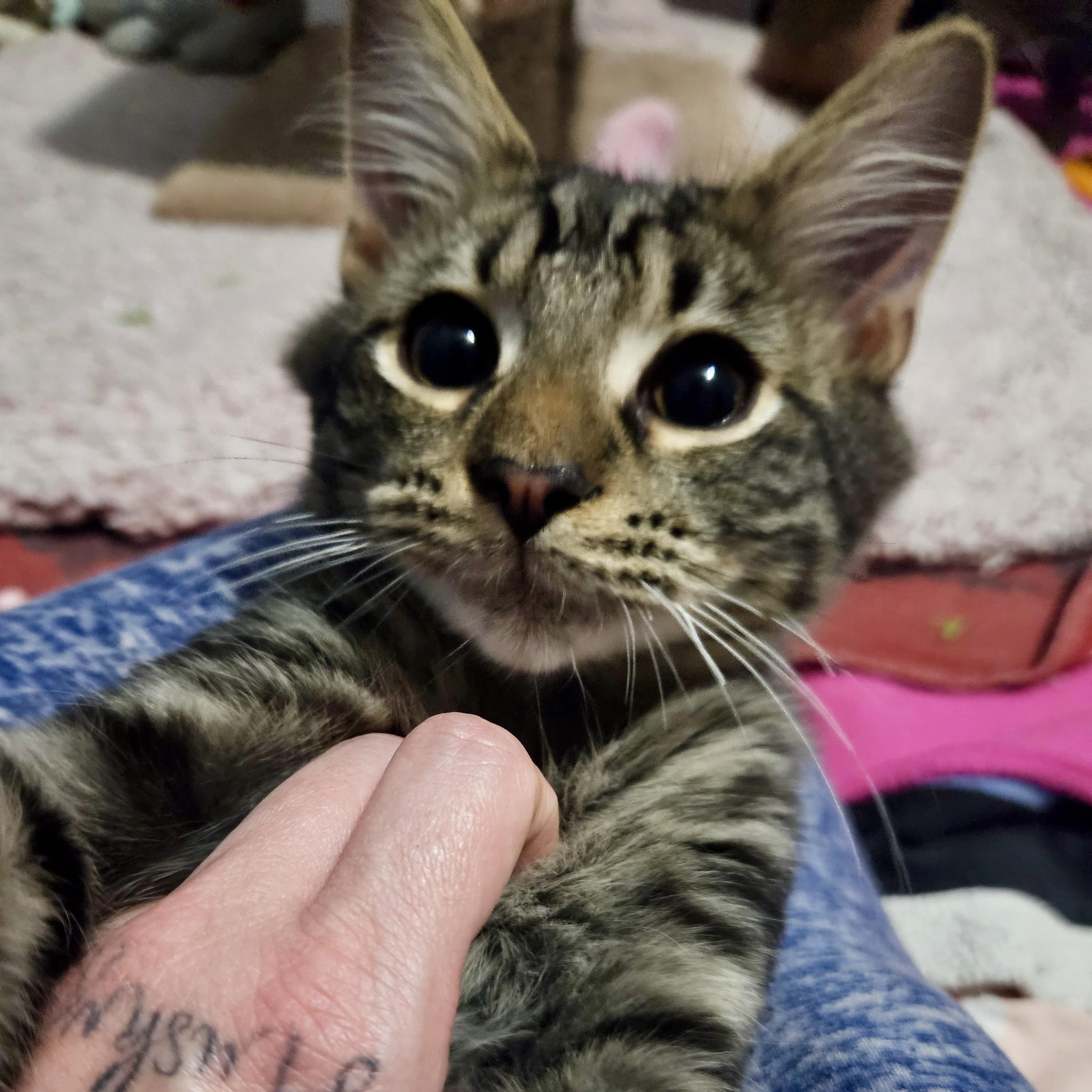 Cat for adoption - Goober Bear, a Domestic Short Hair in Richmond, VA ...