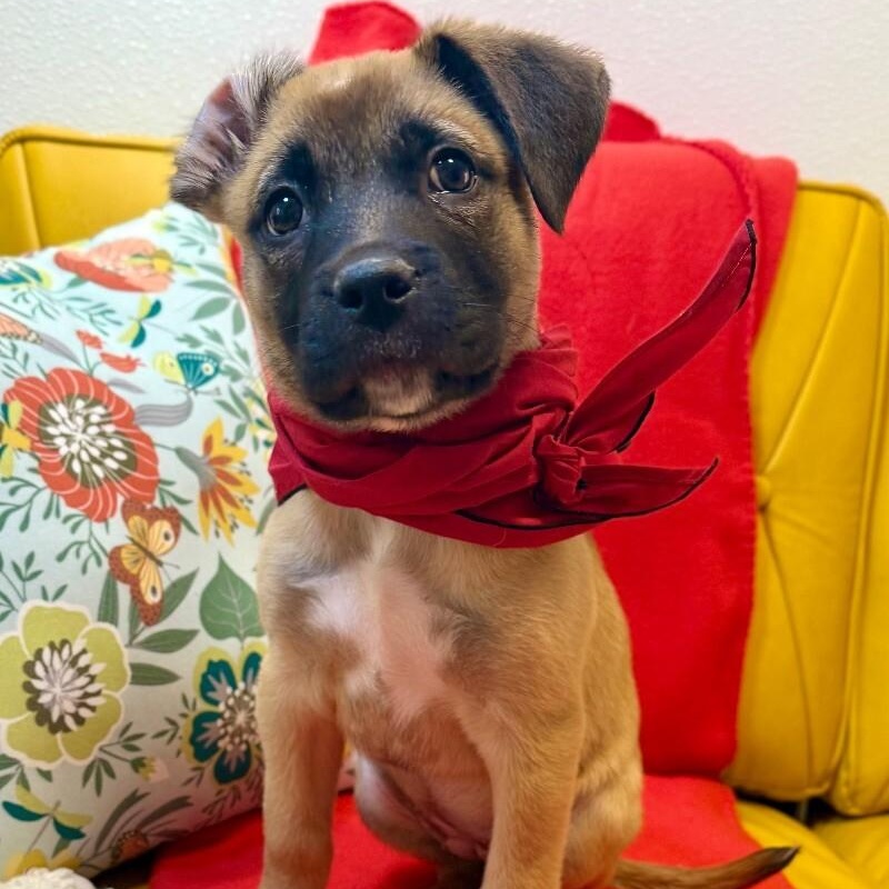 Dog for adoption - Jessa the Joyful Wiggleschmoopsie, a Black Mouth Cur ...