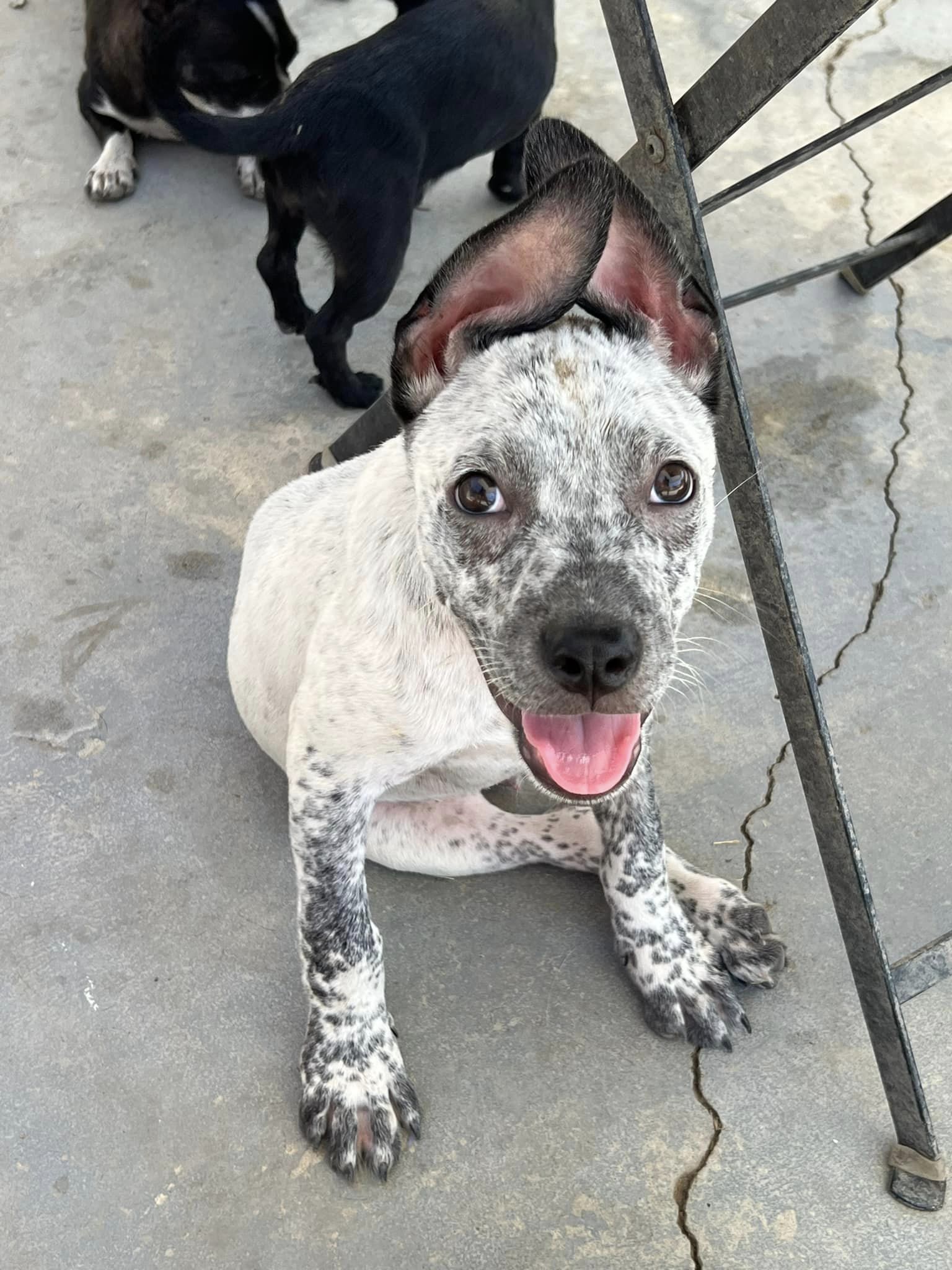 Dog for adoption - Zeus, an Australian Cattle Dog / Blue Heeler Mix in ...