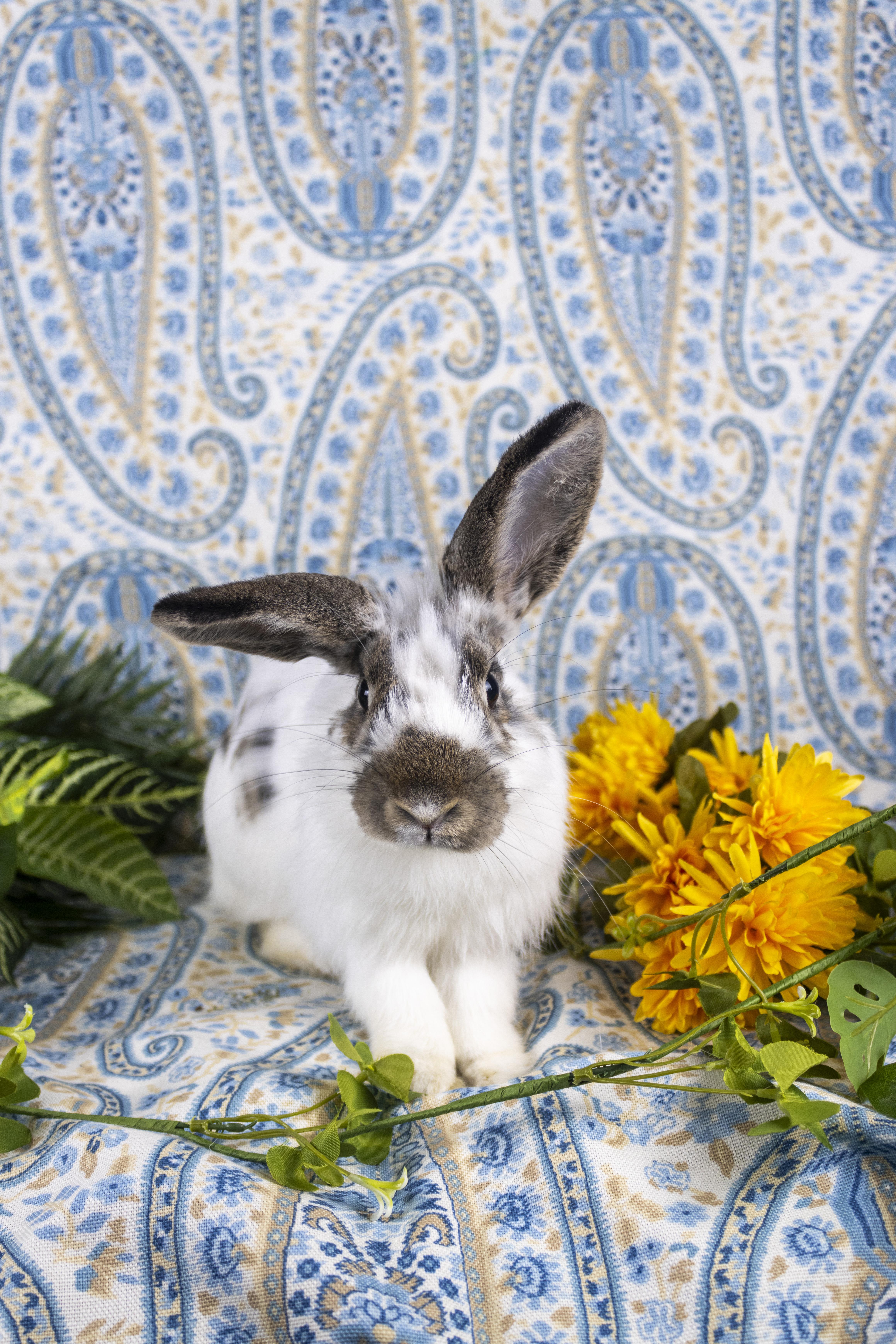 Rabbit for adoption - Triscuit, an English Spot & Dwarf Mix in Bristol ...