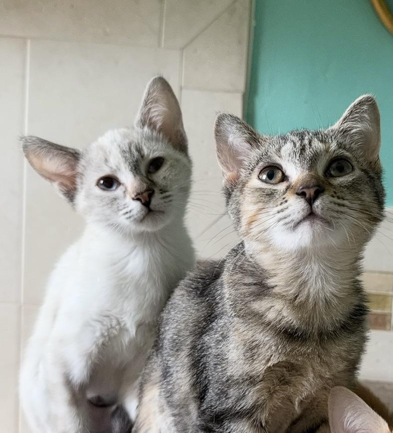 Cat for adoption - Brielle & Bianca BONDED, a Siamese & Calico Mix in ...