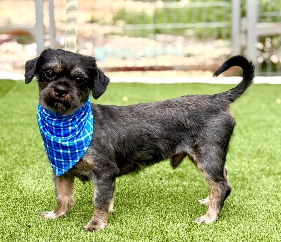 Dog for adoption - Dobbie - Mr. Social butterfly on four paws!, a Shih ...