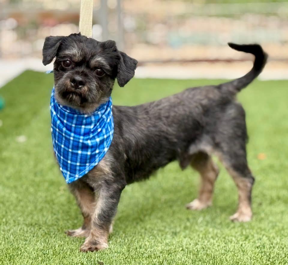 Dog for adoption - Dobbie - Mr. Social butterfly on four paws!, a Shih ...