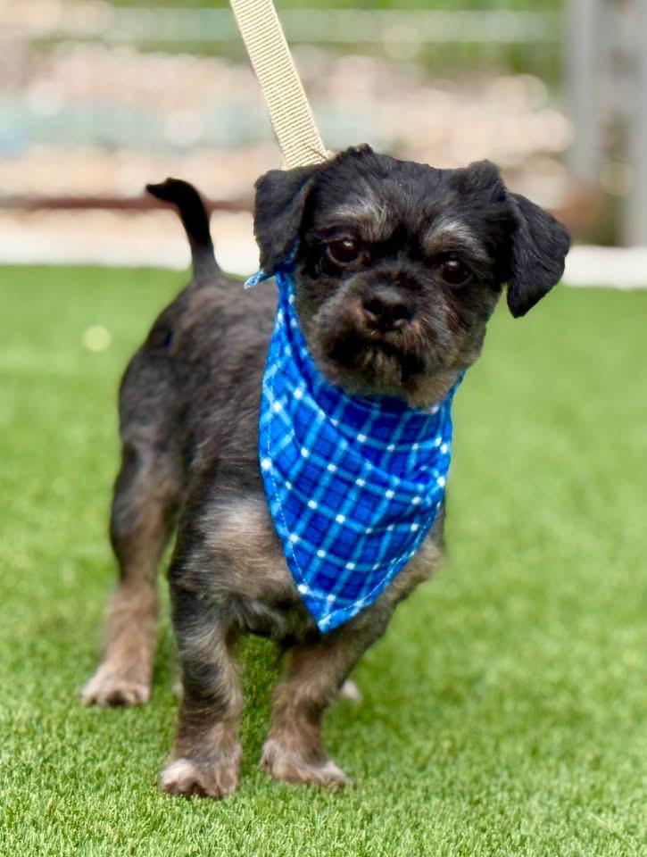Dog for adoption - Dobbie - Mr. Social butterfly on four paws!, a Shih ...