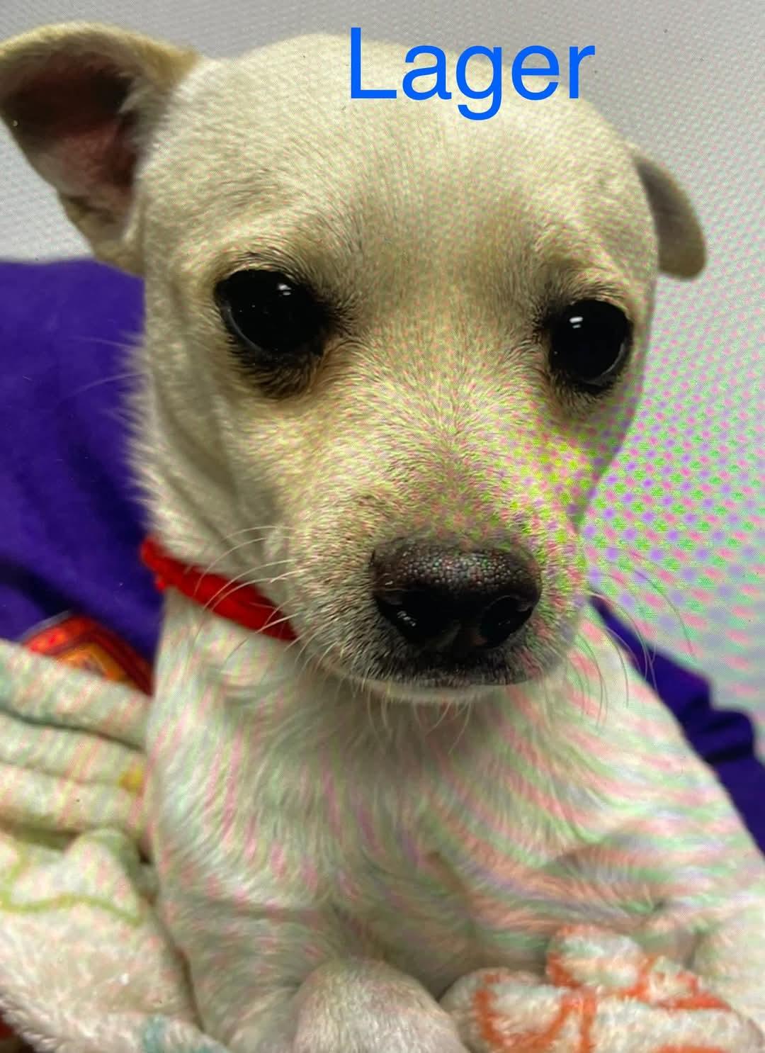 Dog for adoption - Lager, a Chihuahua Mix in Albuquerque, NM | Petfinder