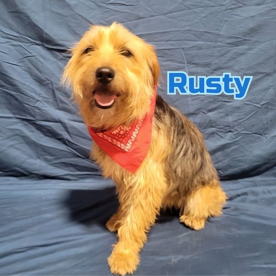 Dog for adoption - Rusty, a Mixed Breed in Joliet, IL | Petfinder