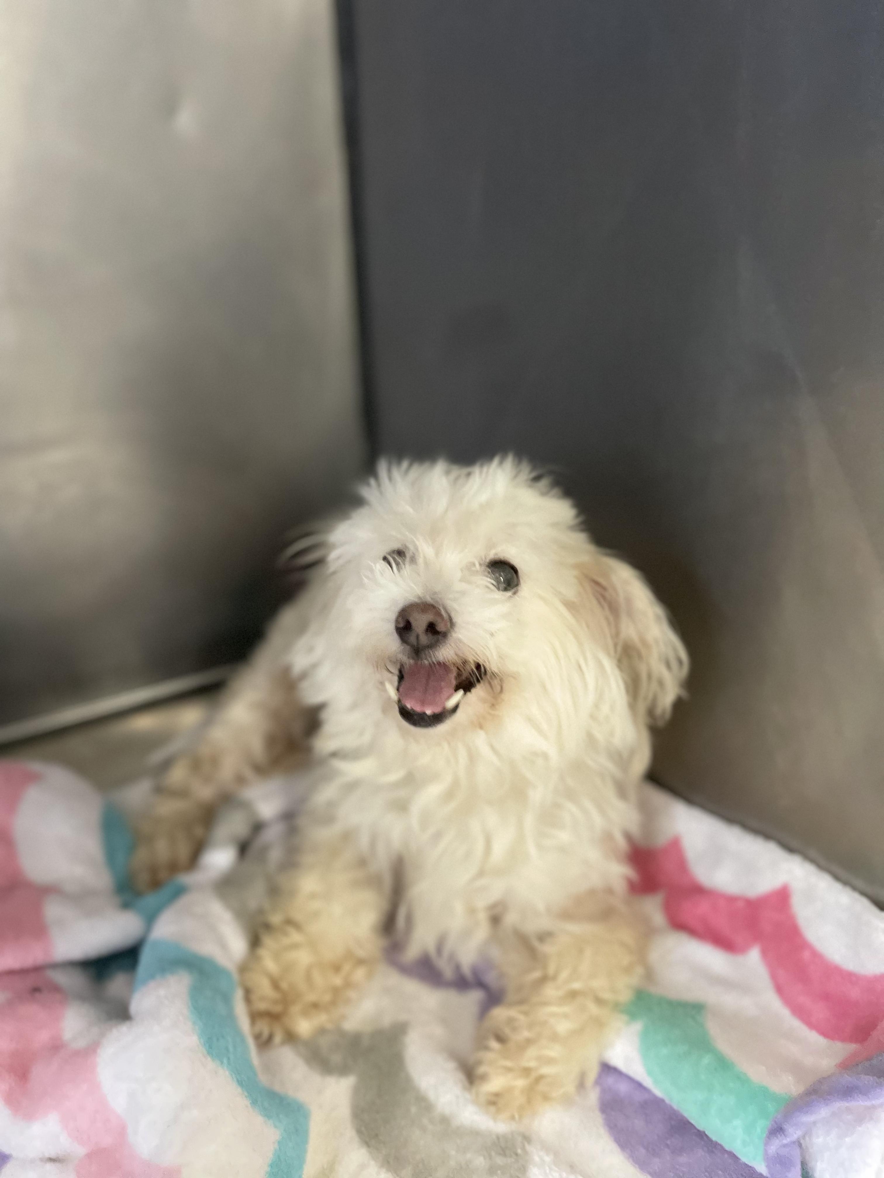 Dog for adoption - Jayda, a Shih Tzu Mix in Fall River, MA | Petfinder