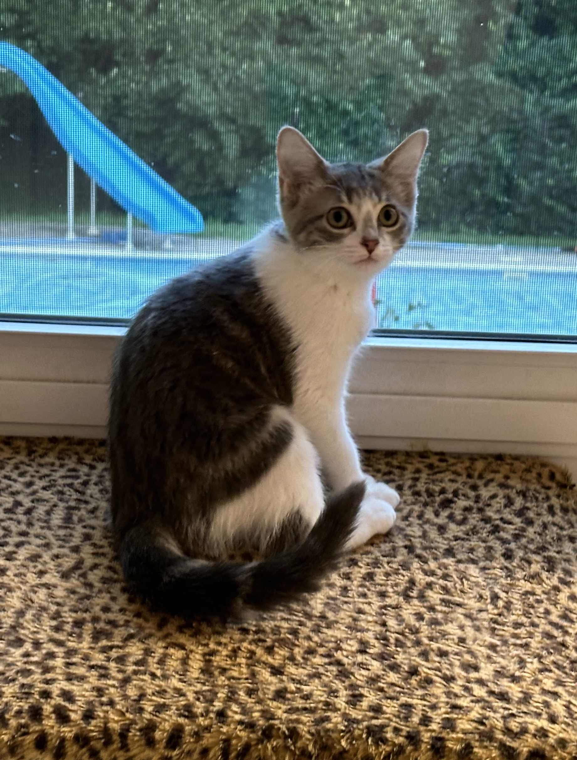 Hart Animal Rescue - Available Animals