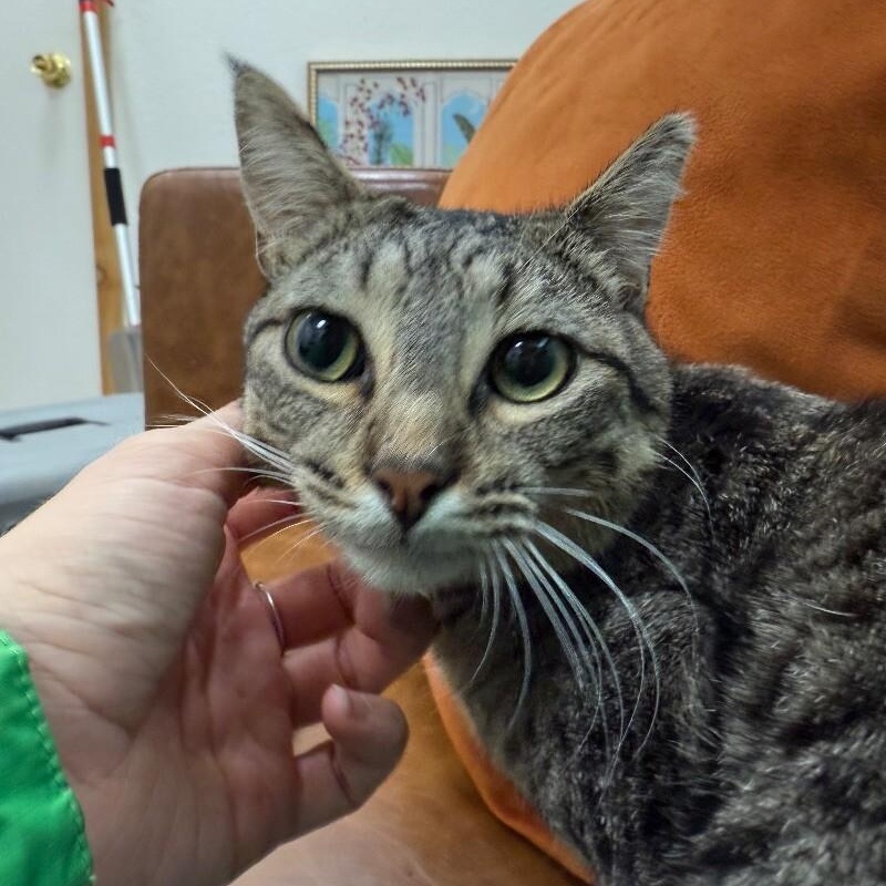 Cat for adoption - Jill Simpson, a Domestic Short Hair & Tabby Mix in ...