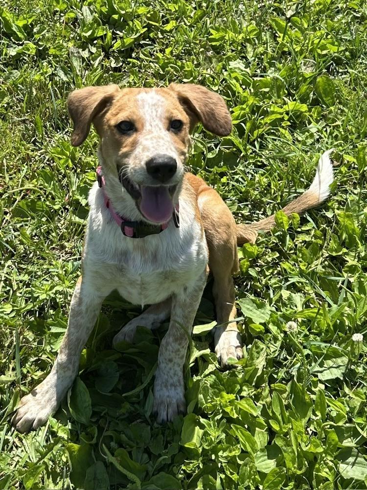 Luka - Adoptable Pet | Petfinder | Petfinder