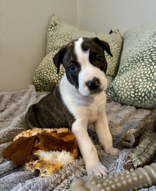 Dog for adoption - Romeo, a Boxer Mix in North Charleston, SC | Petfinder