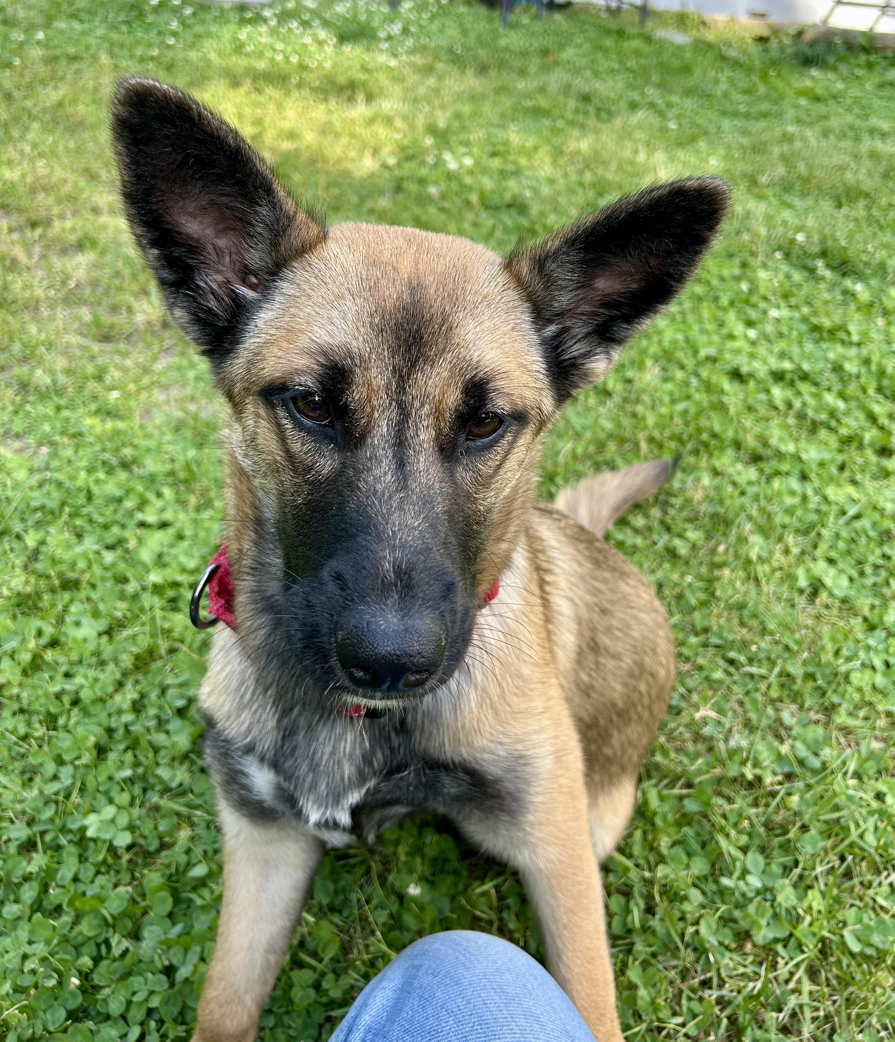 Dog for adoption - Sasha, a Mixed Breed in Pembroke, MA | Petfinder