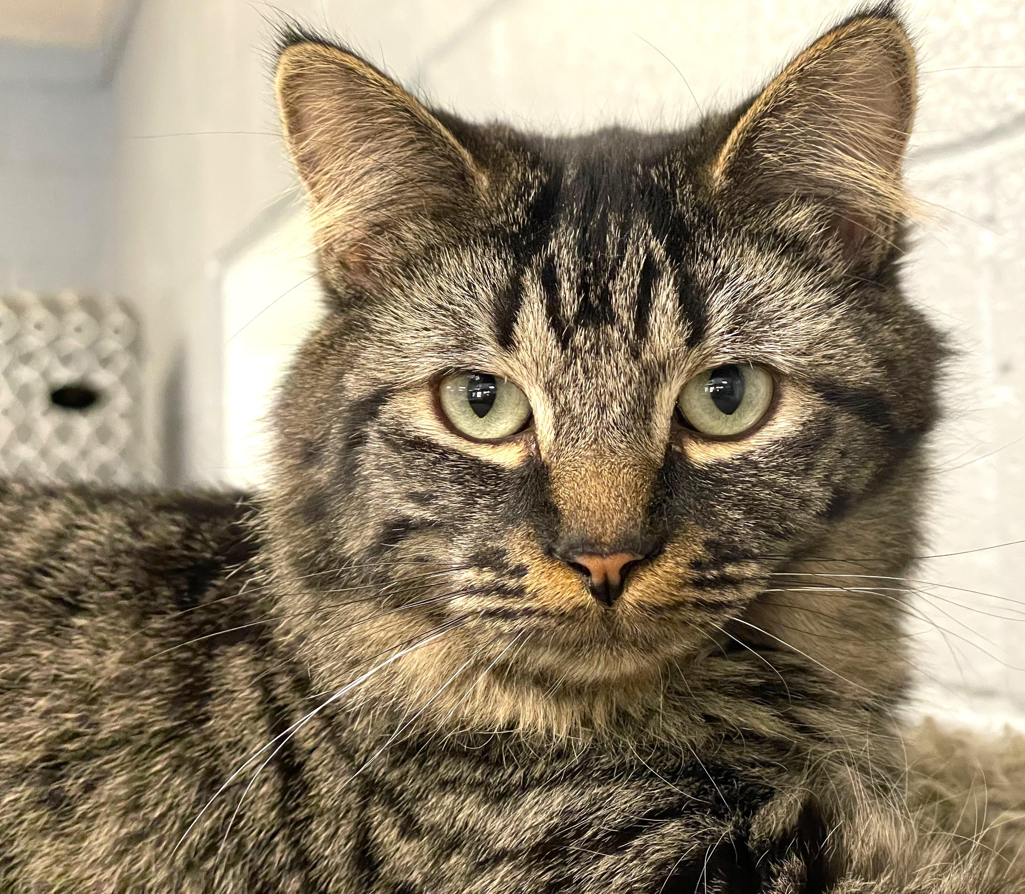 Cat for adoption - Saki, a Domestic Long Hair & Tabby Mix in Glendale ...