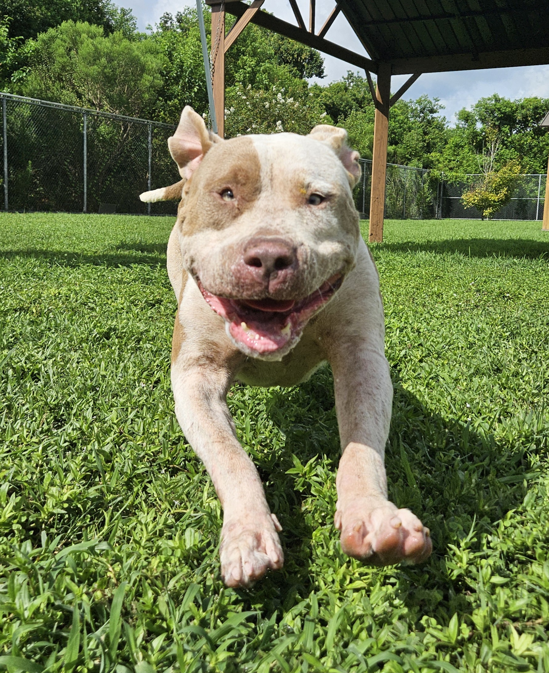 Dog for adoption - Meg 56393205, an American Bulldog in Harvey , LA ...