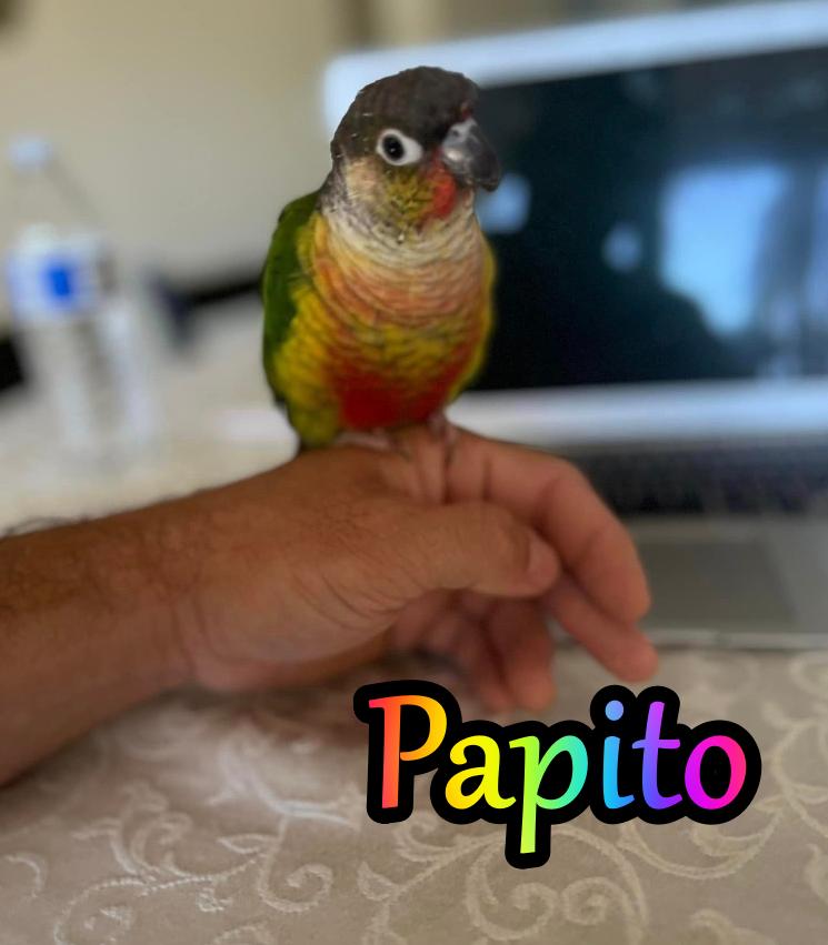 Parrot for adoption - Papito, a Conure in Boca Raton, FL | Petfinder