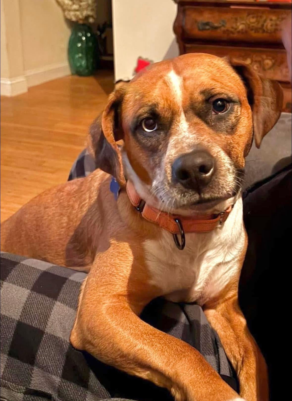 Dog for adoption - Dippin, a Boxer & Australian Cattle Dog / Blue ...