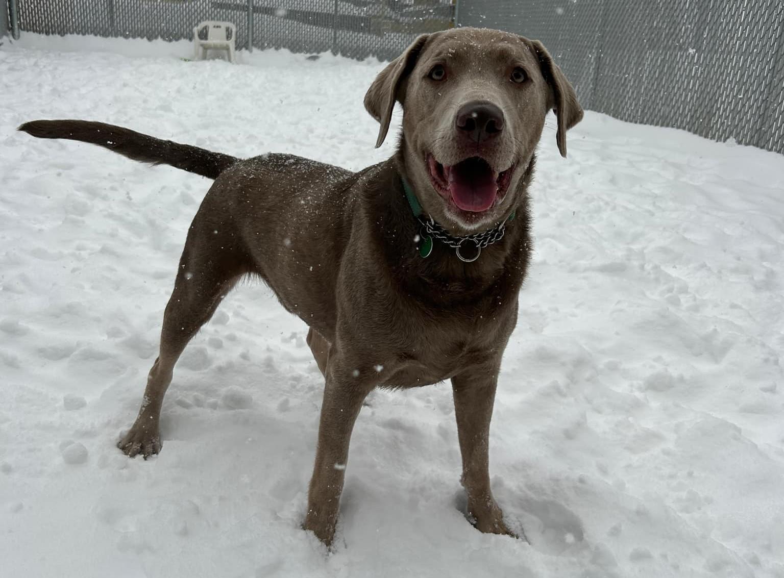 Dog for adoption - Theo, a Labrador Retriever Mix in Delson, QC | Petfinder