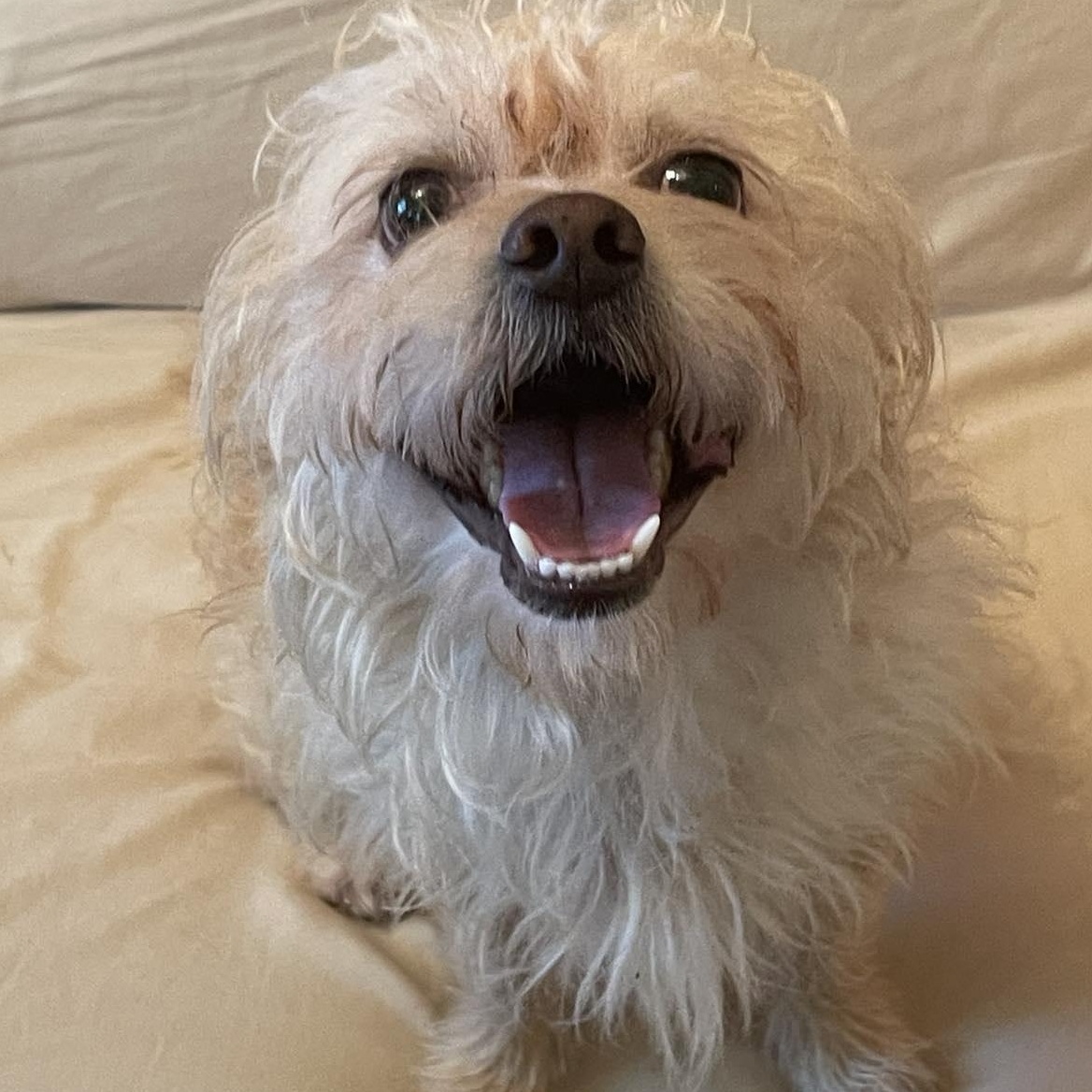 Dog for adoption - Forest, a Cairn Terrier & Poodle Mix in HARRISBURG ...