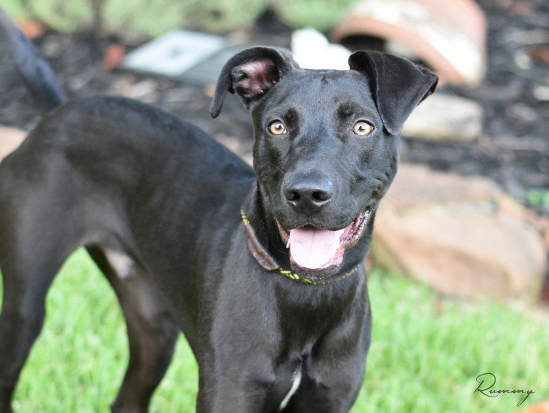 Dog for adoption - Rummy, a Great Dane & Pointer Mix in Leesburg, VA ...