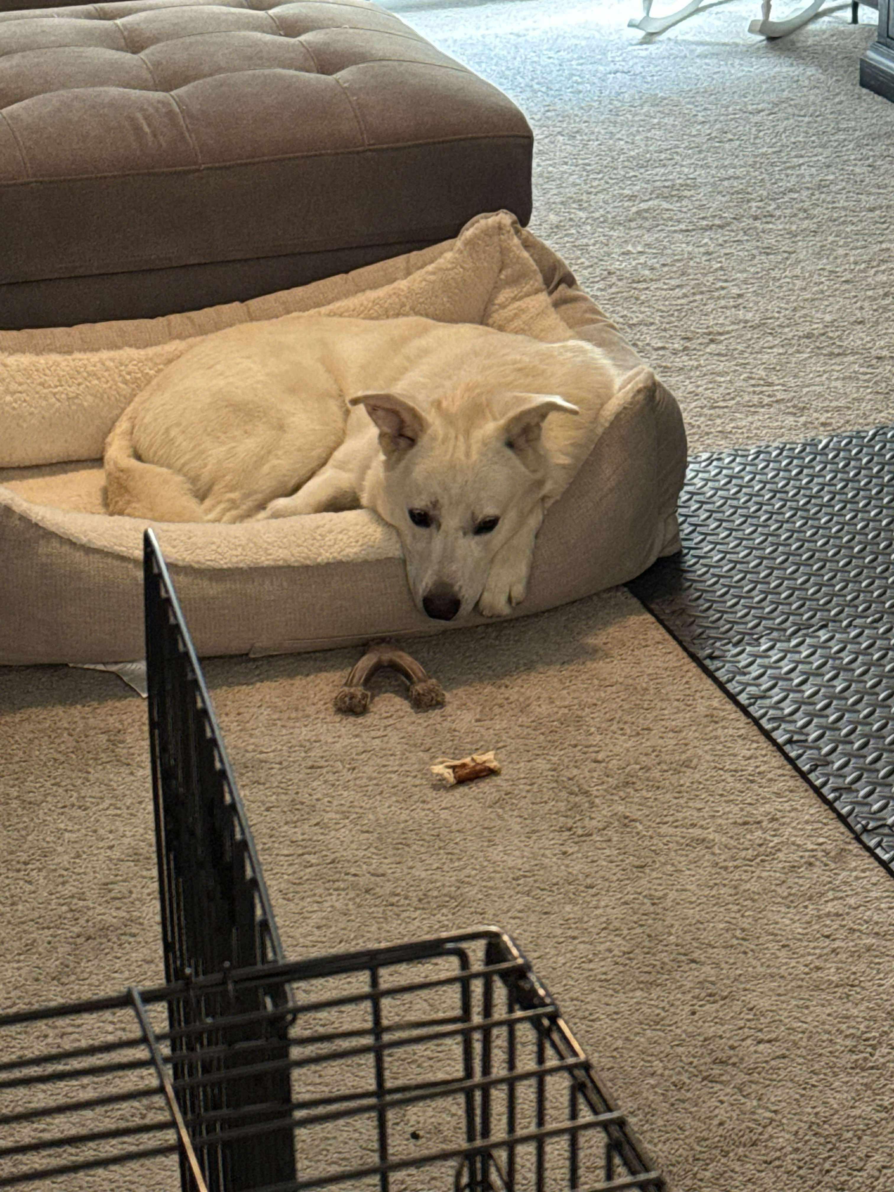 Dog for adoption - Walker, a Labrador Retriever & Shepherd Mix in ...