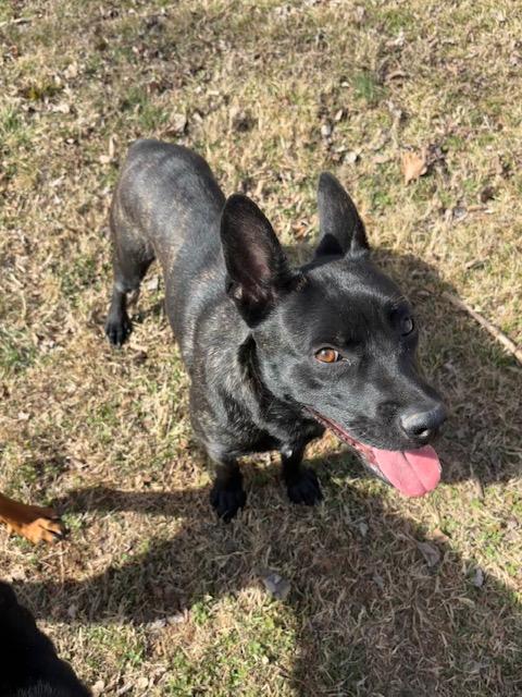 Dog for adoption - Trudie, an Australian Cattle Dog / Blue Heeler Mix ...