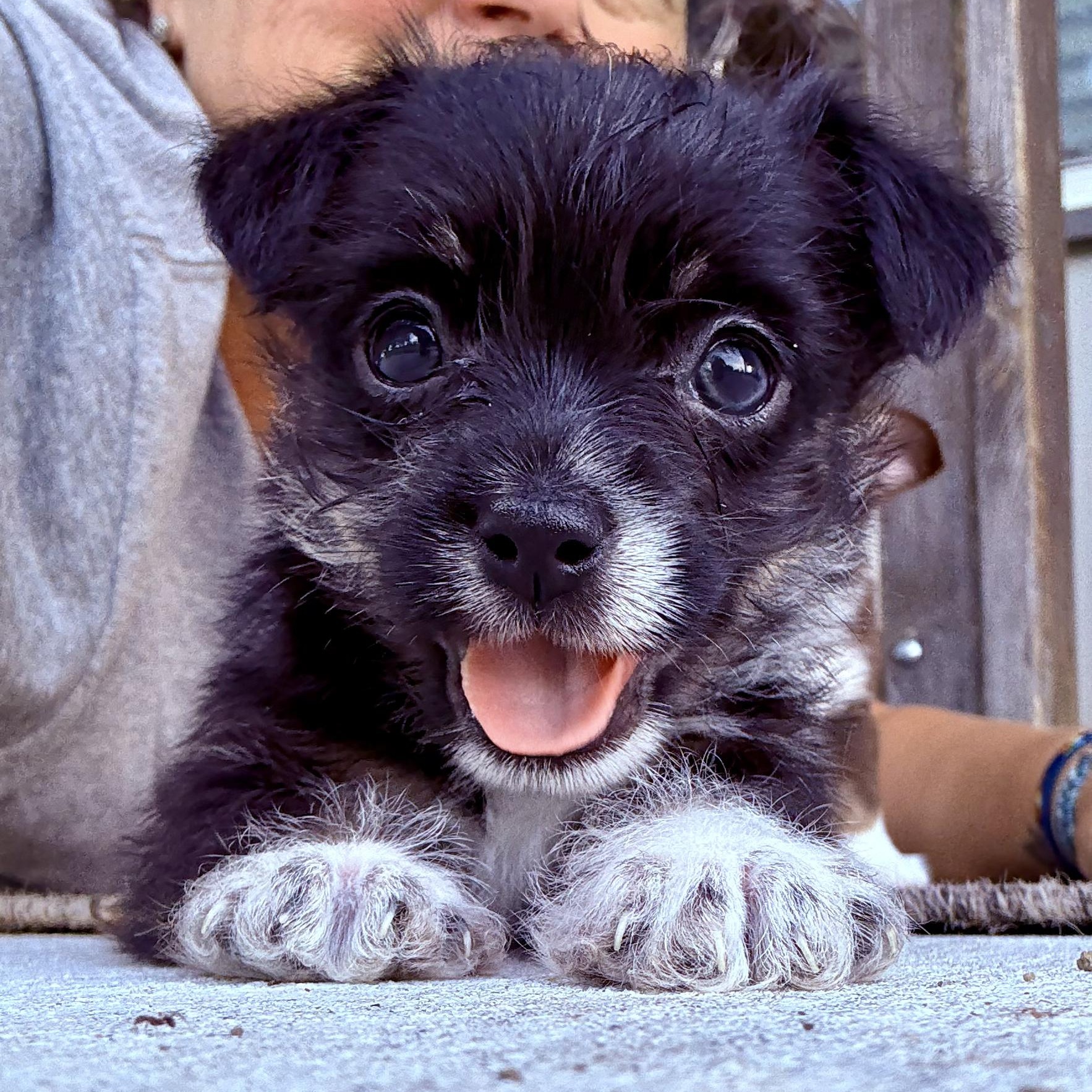 Dog for adoption - Laynee, a Cairn Terrier Mix in NOTTINGHAM, MD ...