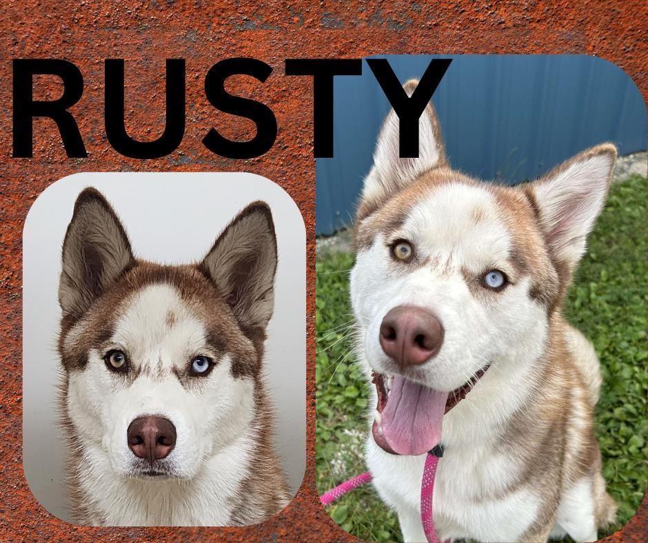Dog for adoption - Rusty, a Husky in Tama, IA | Petfinder