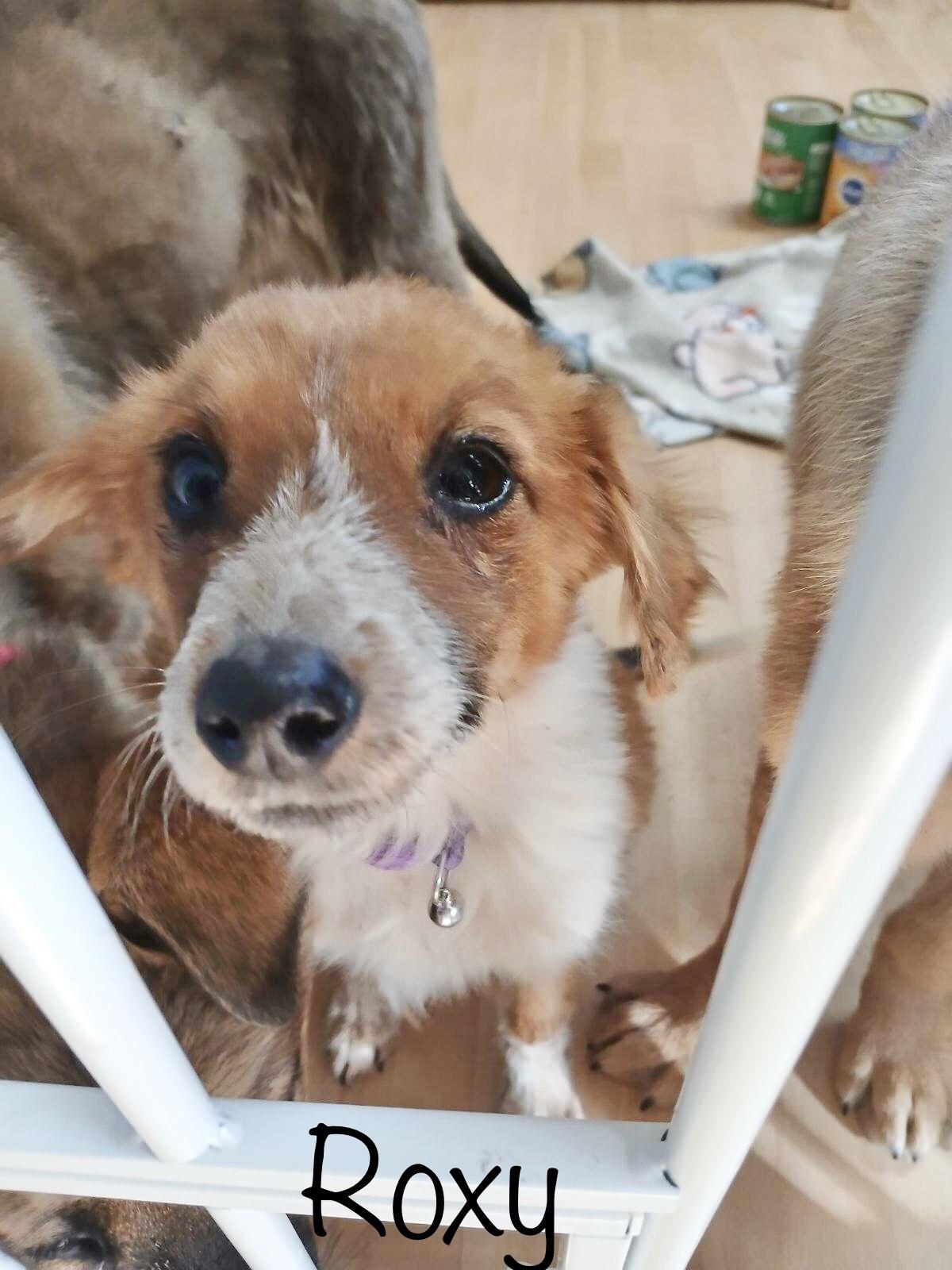 Dog for adoption - Roxy, a Cattle Dog in Manchester, CT | Petfinder