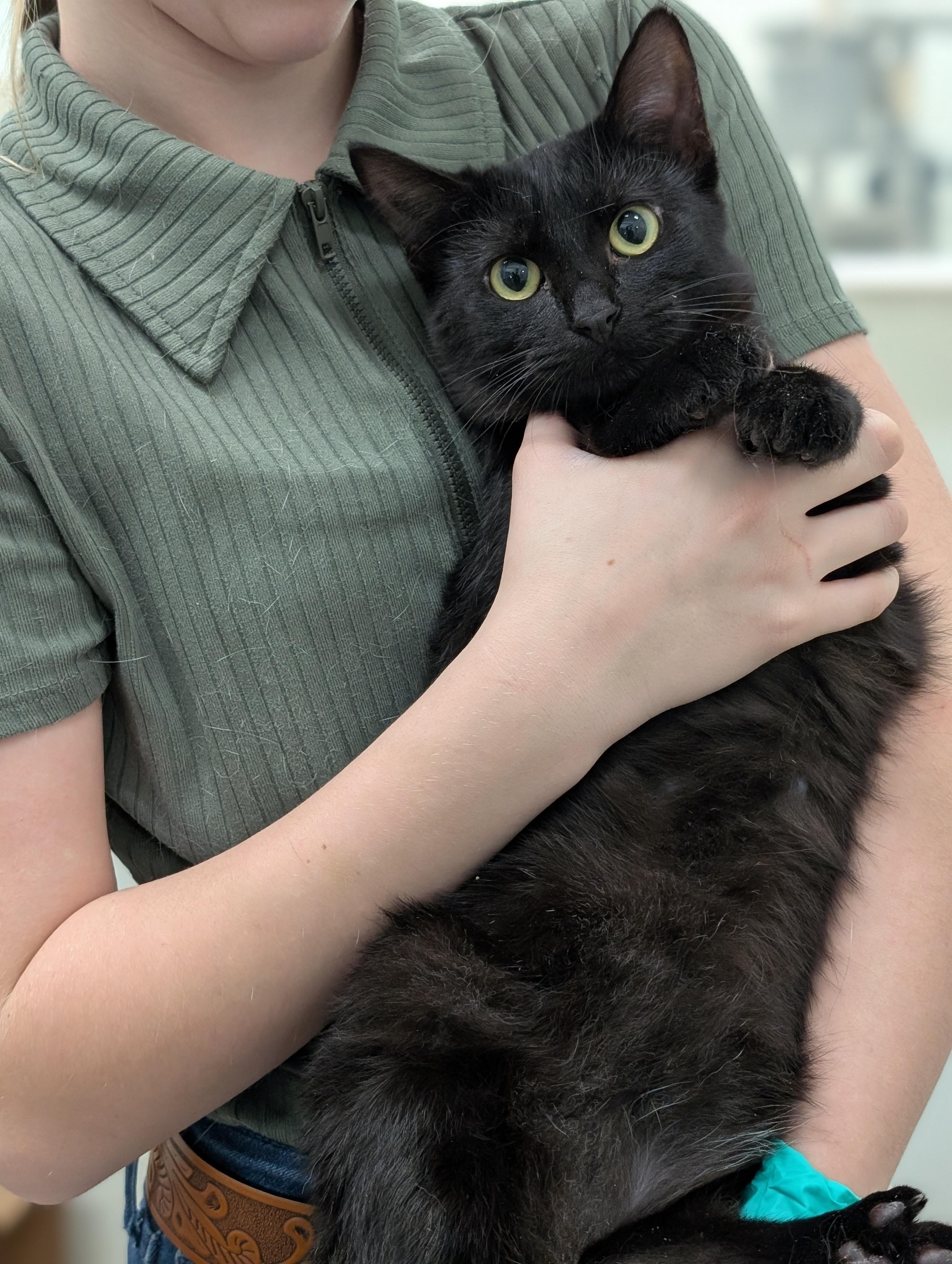 Cat for adoption - Zinny, a Domestic Short Hair in Tilton, IL | Petfinder