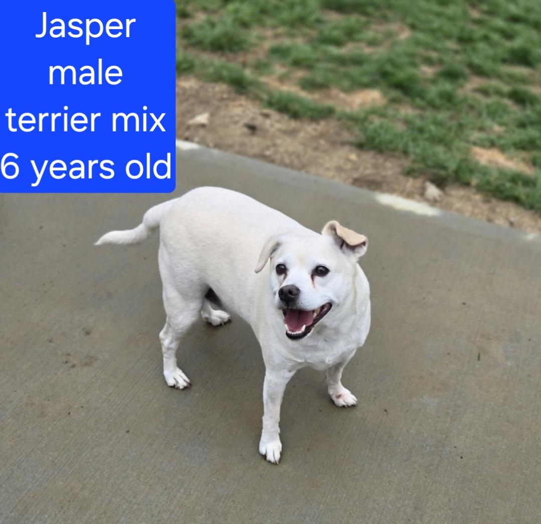 Dog for adoption - Jasper, a Terrier & Chihuahua Mix in Ross, OH | Petfinder
