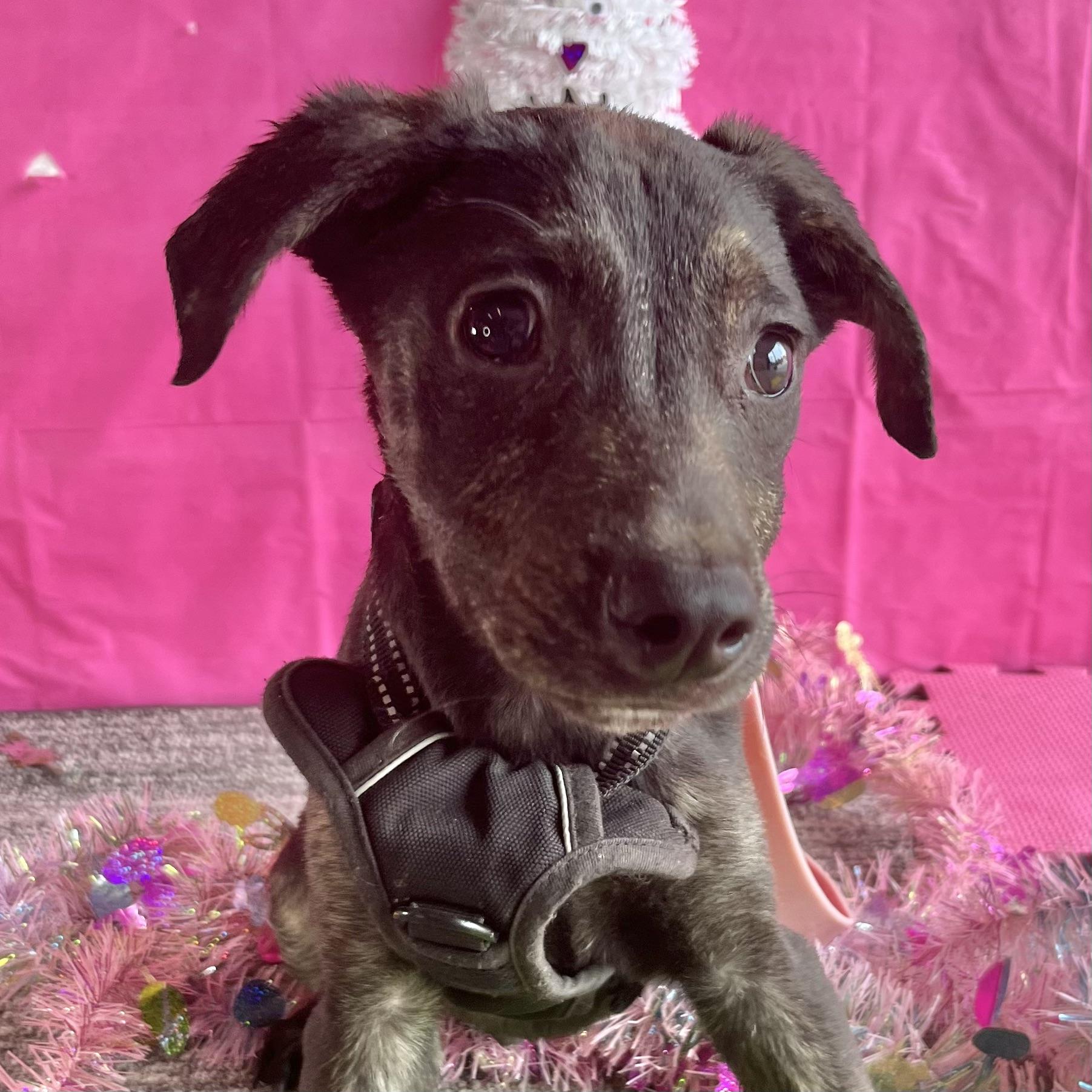 Dog for adoption - George Harrison, a Shepherd & Labrador Retriever Mix ...