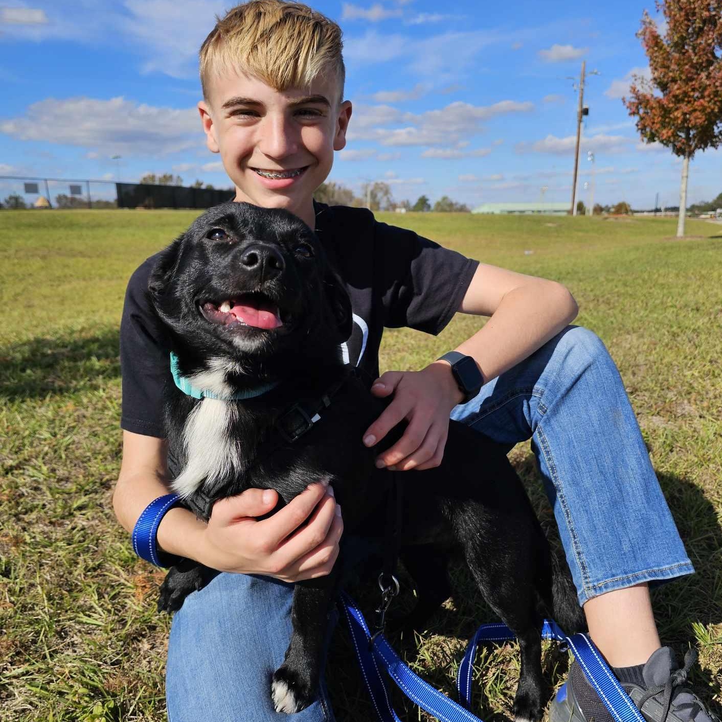 Dog for adoption - Joey, a Chihuahua Mix in Des Moines, IA | Petfinder