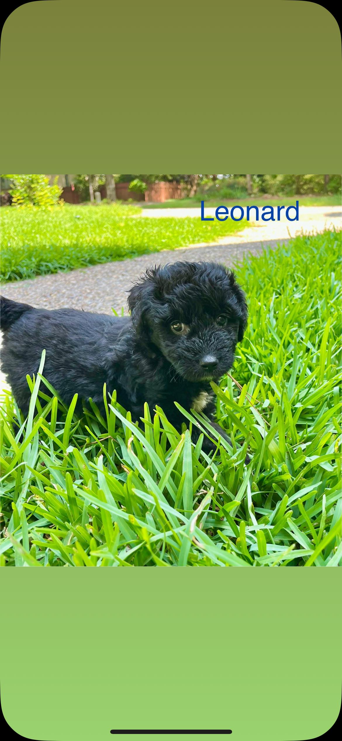 Dog for adoption - Leonard, a Shepherd & Labradoodle Mix in seaside ...