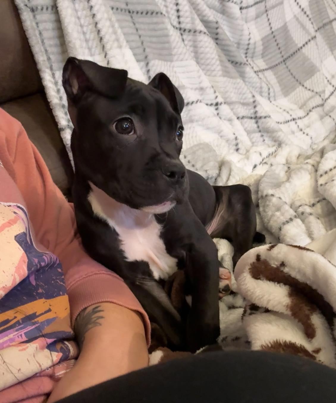 Dog for adoption - Zuri, a Boxer & American Staffordshire Terrier Mix ...