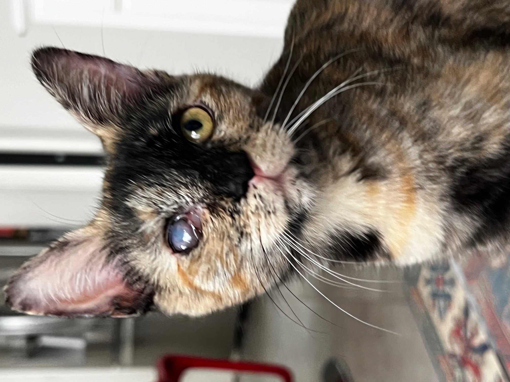 Cat for adoption - Maggy, a Domestic Short Hair & Torbie Mix in Houston ...