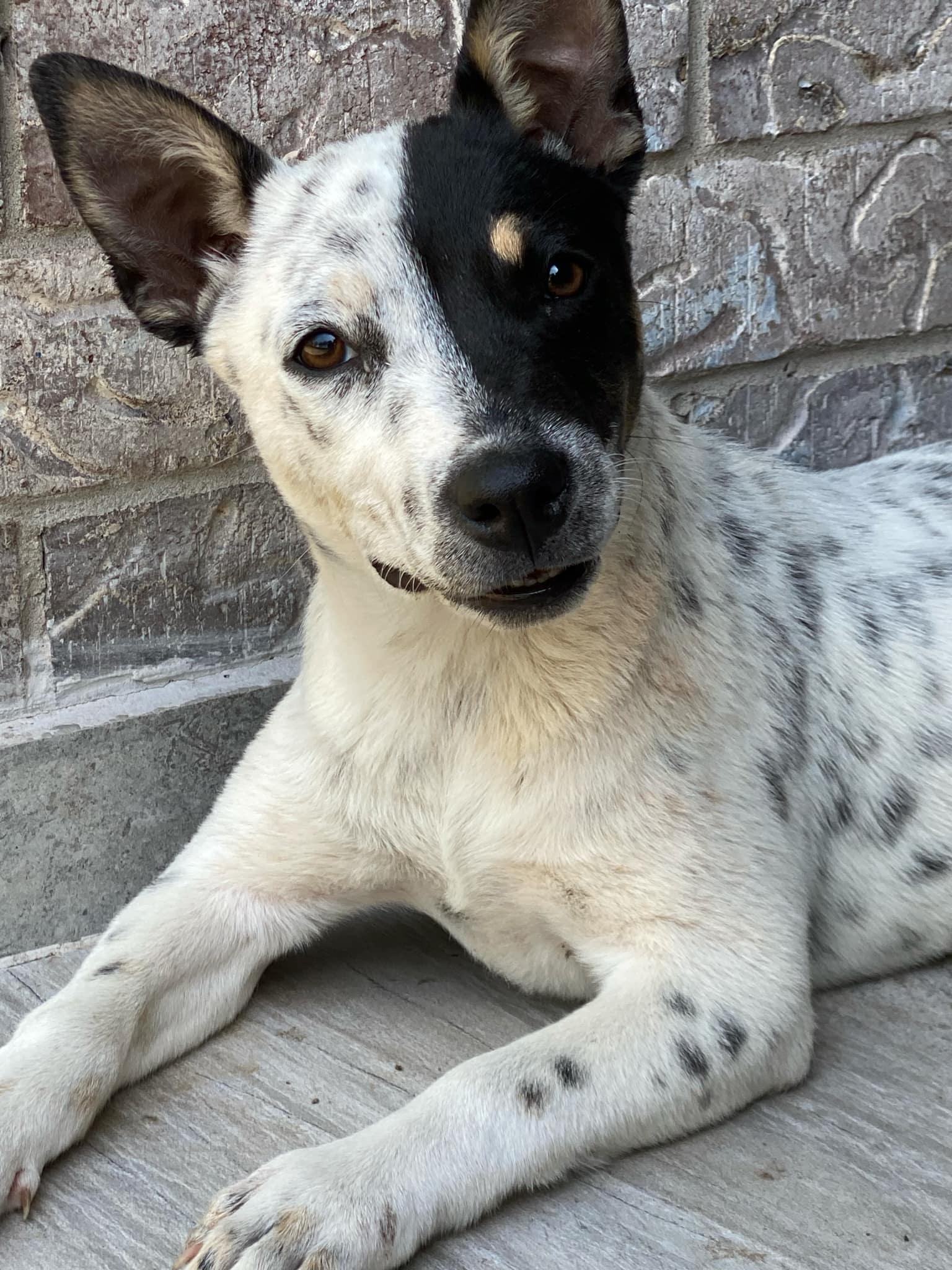 Dog for adoption - Tilly, a Cattle Dog in Richmond, VA | Petfinder