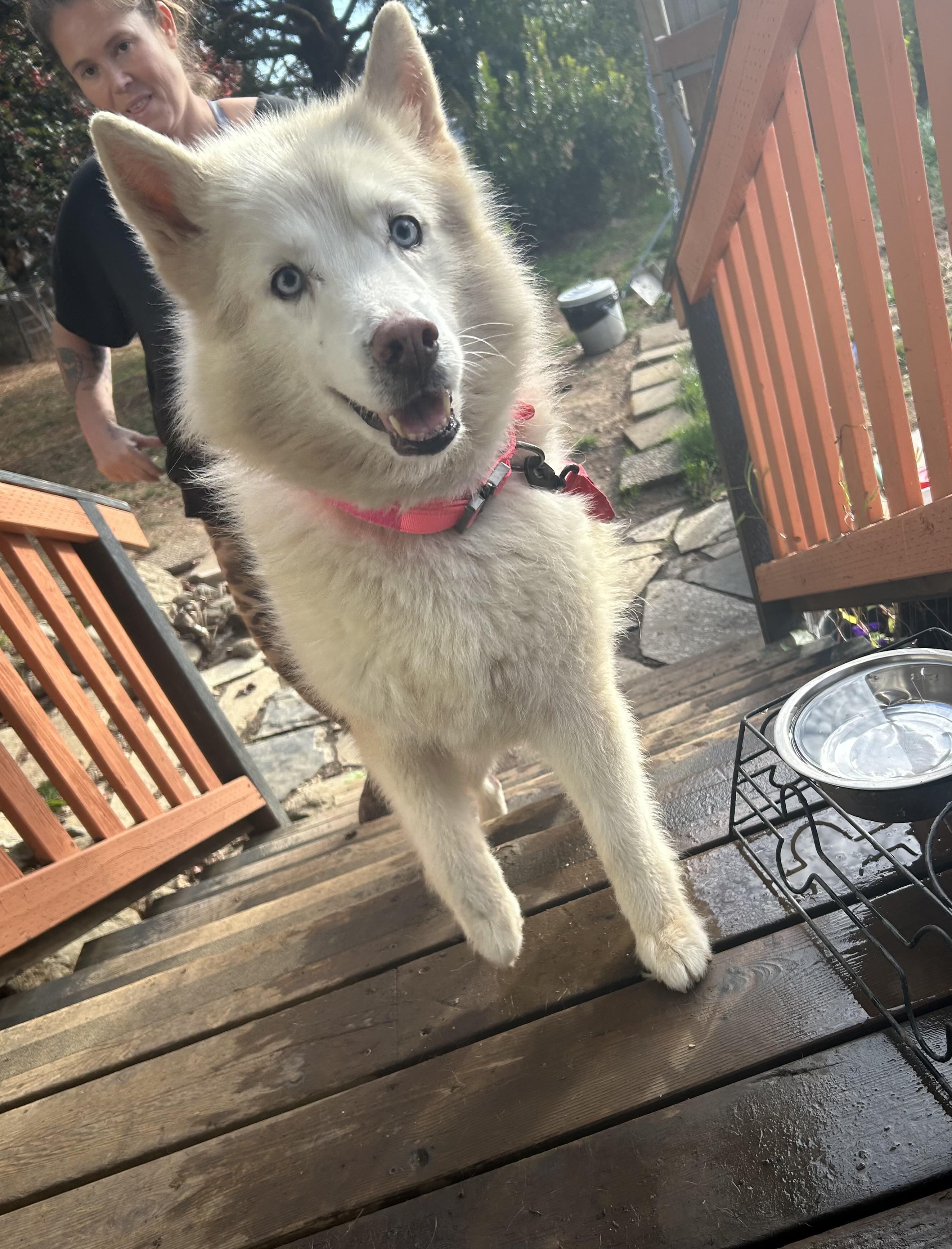 Dog for adoption - Luna, a Husky & Samoyed Mix in Cannon Beach , OR ...