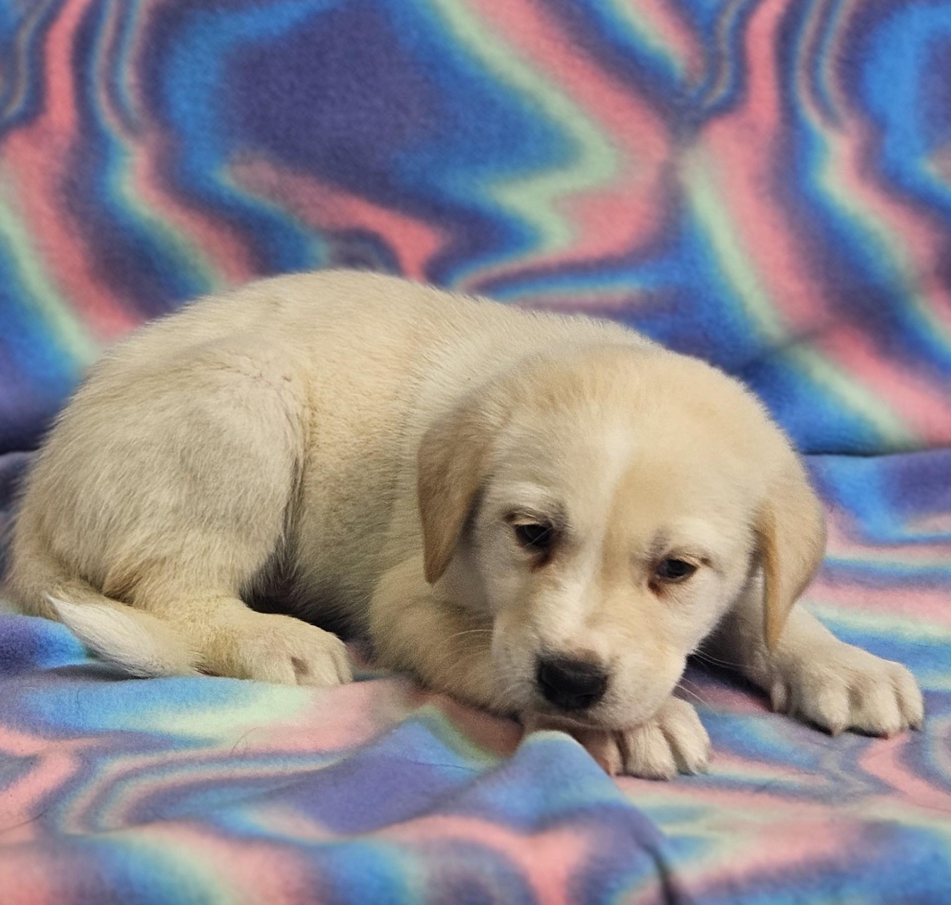 Dog for adoption - Nutter Butter, a Labrador Retriever Mix in East Sparta, OH | Petfinder