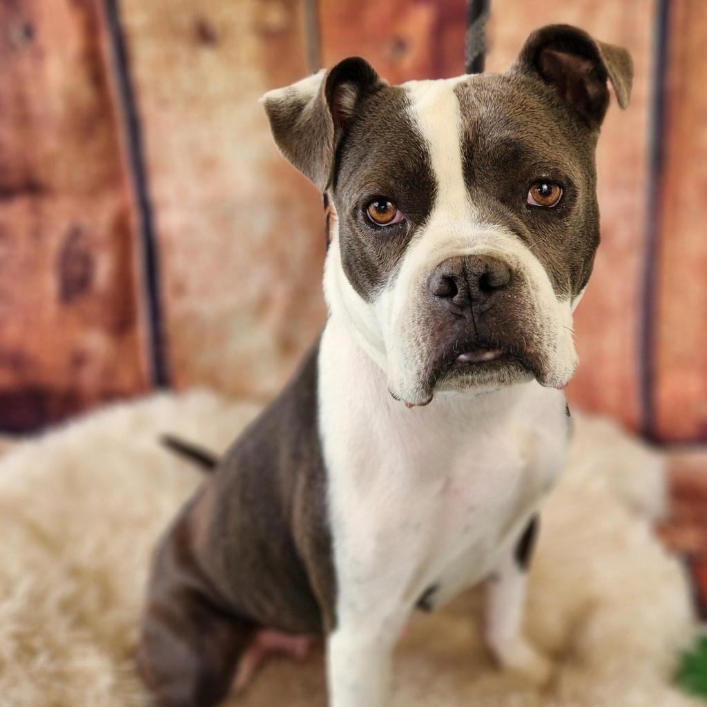 Dog for adoption - Carley aka Hartley JuM, a Boxer & Pit Bull Terrier ...