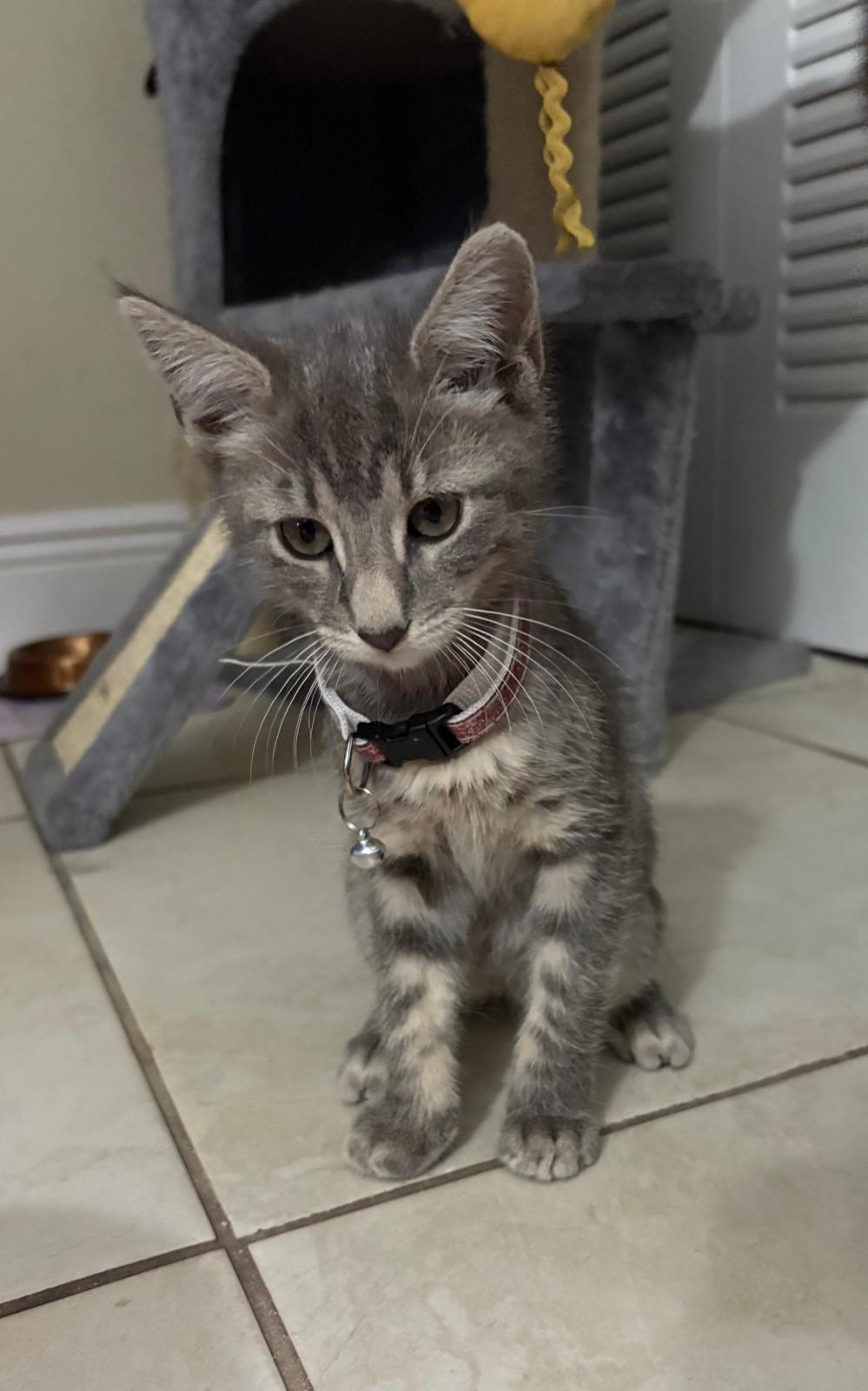 Cat for adoption - Daria, a Tabby in Miami, FL | Petfinder