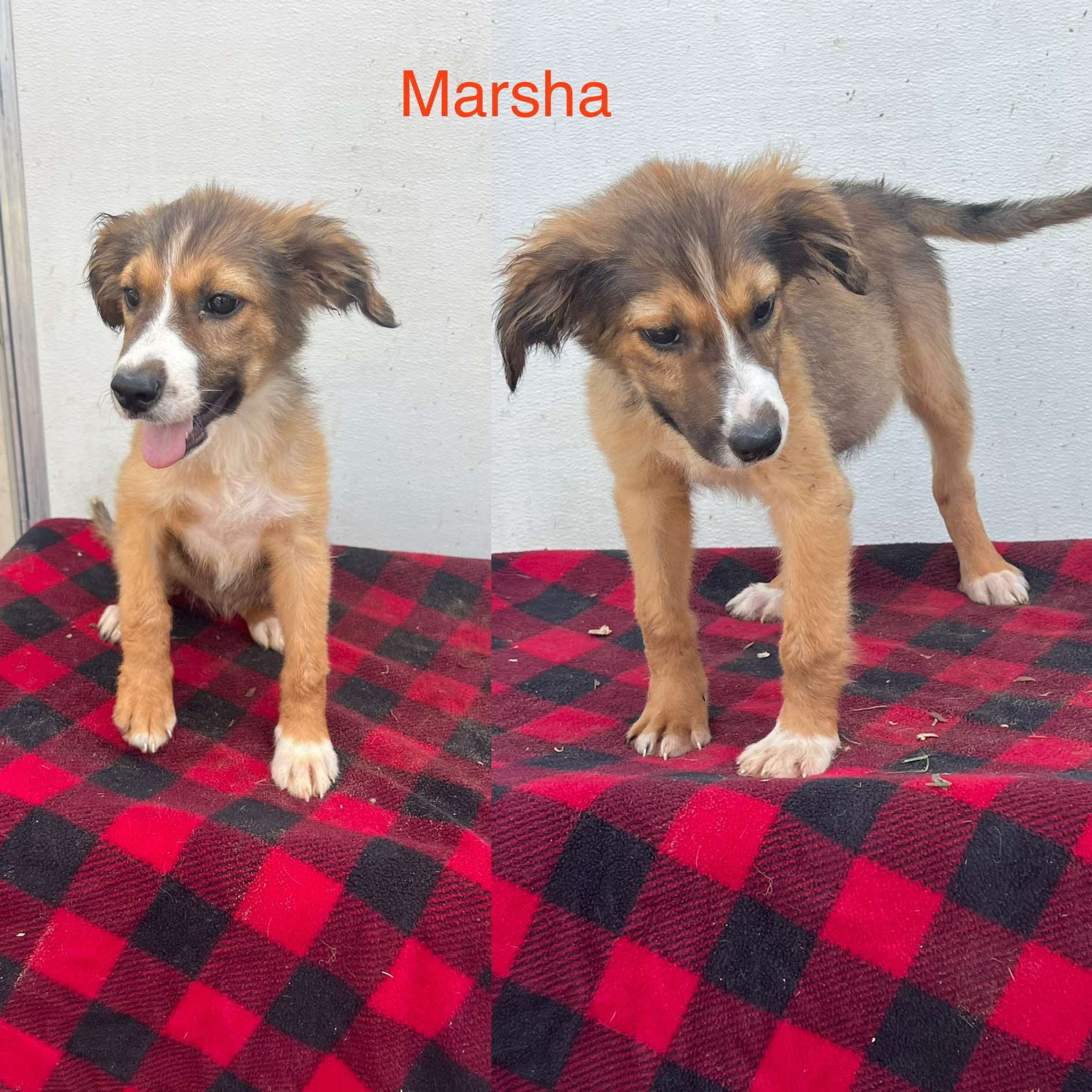 Dog for adoption - Marsha, an Australian Shepherd in Halifax , NS ...
