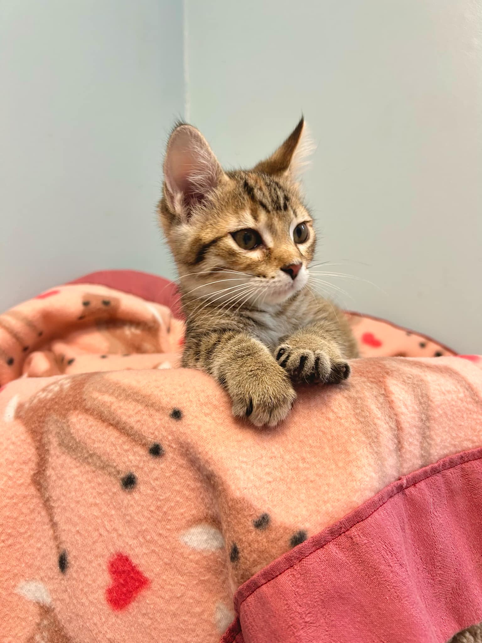 Cat for adoption - Felicia, a Domestic Short Hair in Red Wing, MN ...