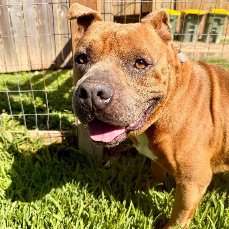 Dog for adoption - Brisket Boi Thicc Hunka Chunka, an American Bulldog ...