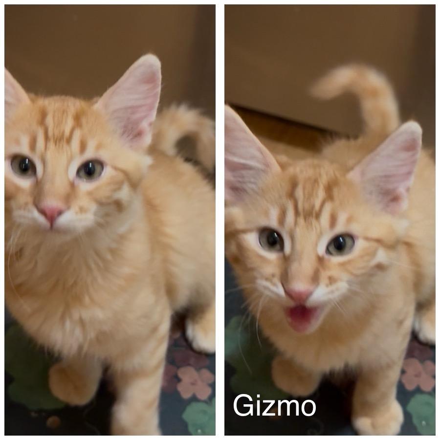 Cat for adoption - Gizmo, a Domestic Medium Hair in Sonora, CA | Petfinder