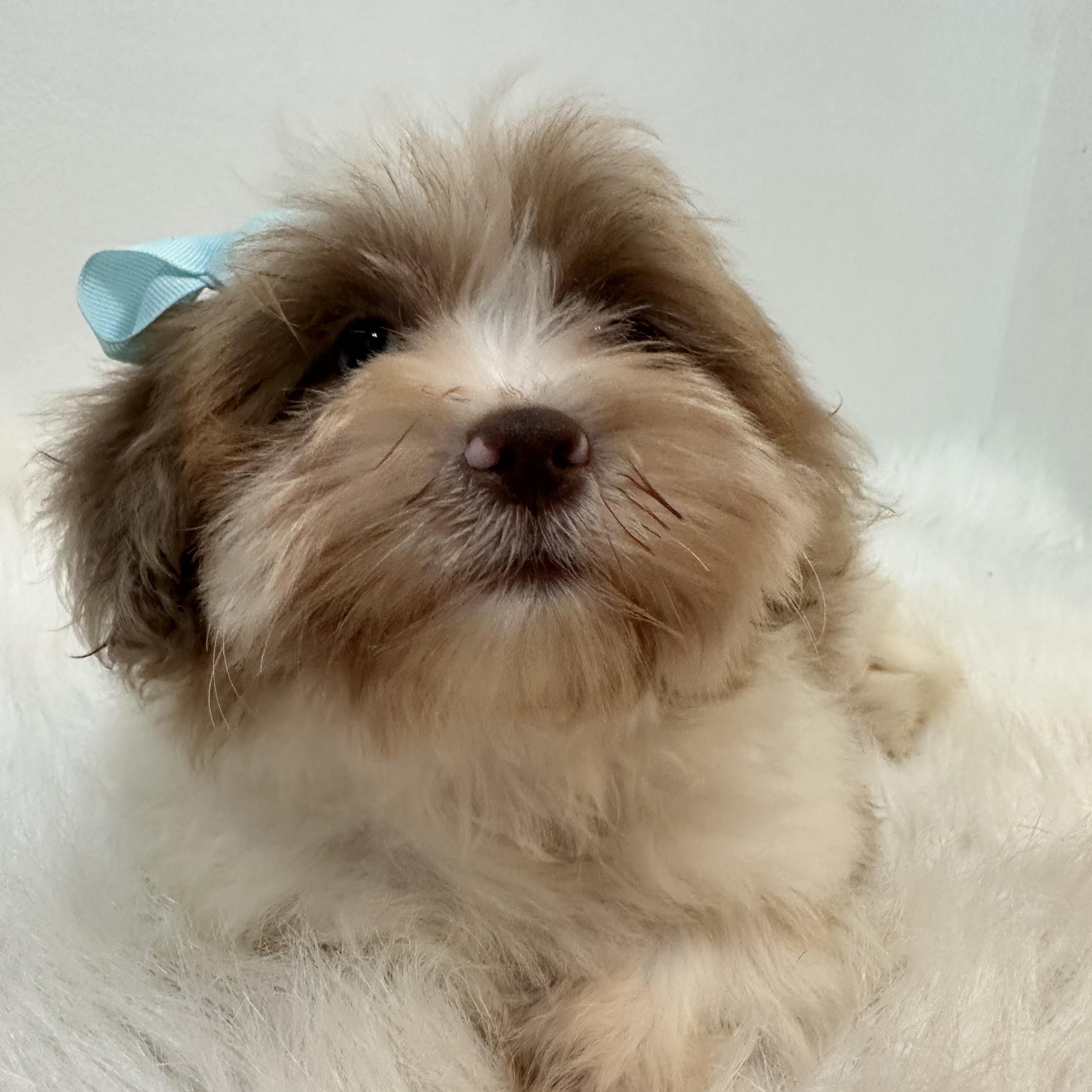 Dog for adoption - Juliet, a Shih poo in Wrightstown, NJ | Petfinder