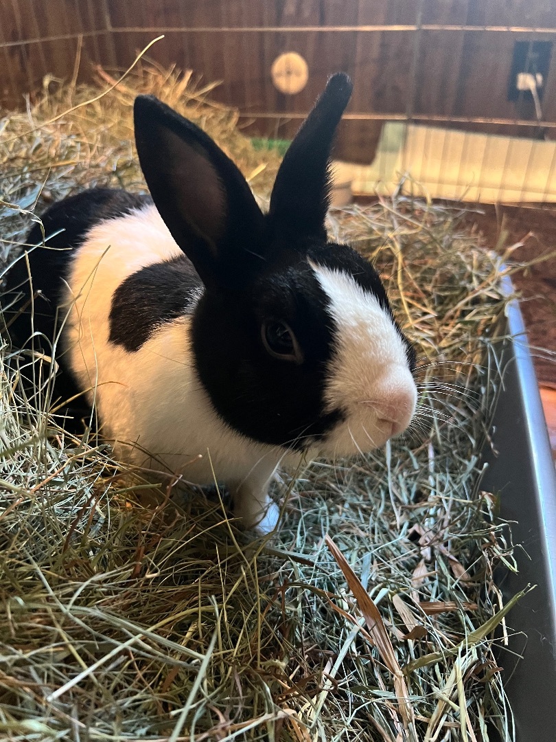 Rabbit for adoption - Tony, a Dutch in St. Charles, IL | Petfinder